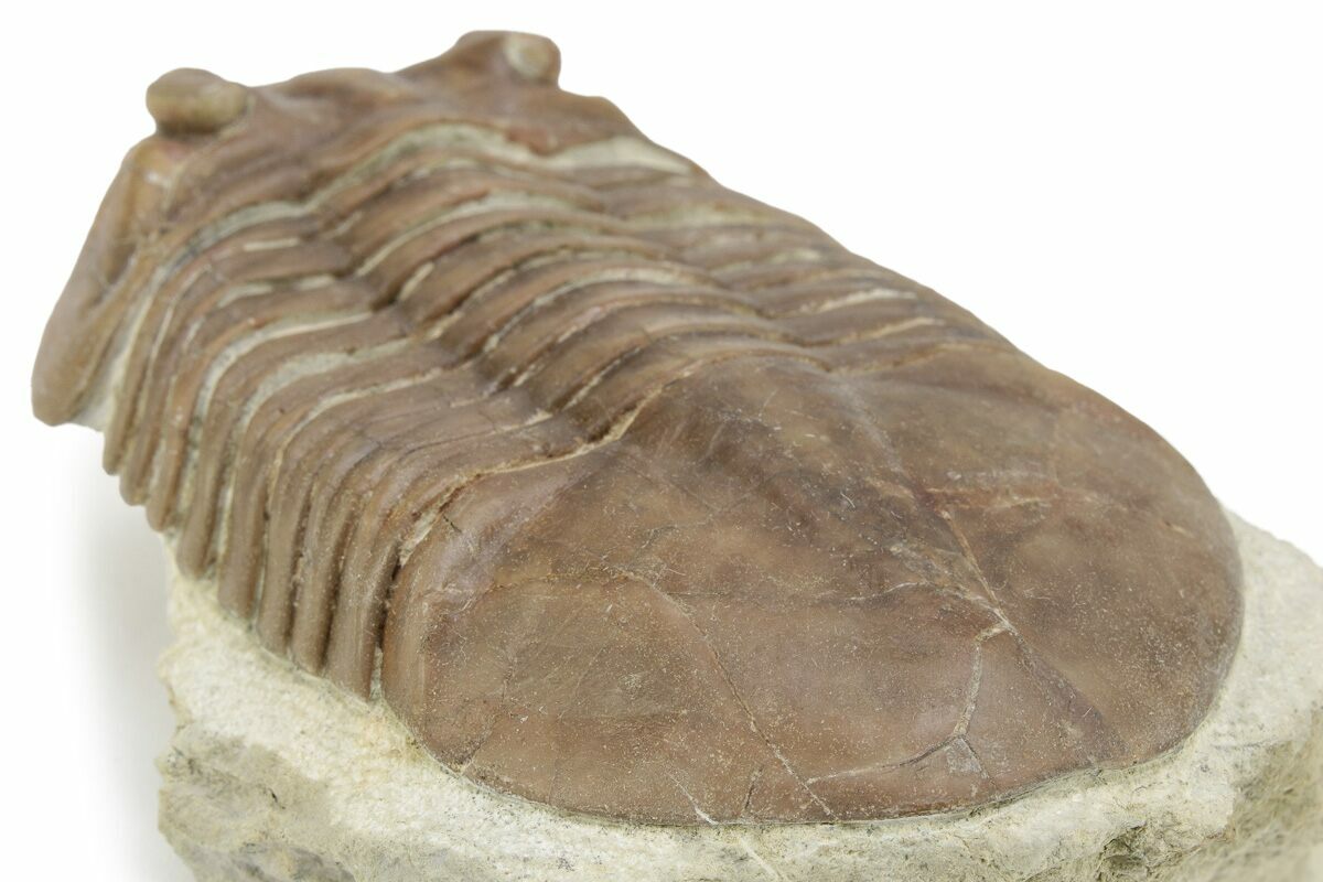 3.7" Large Asaphus Plautini Trilobite Fossil - Russia (#228875) For ...