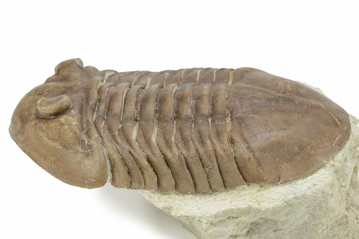 3.7" Large Asaphus Plautini Trilobite Fossil - Russia (#228875) For ...