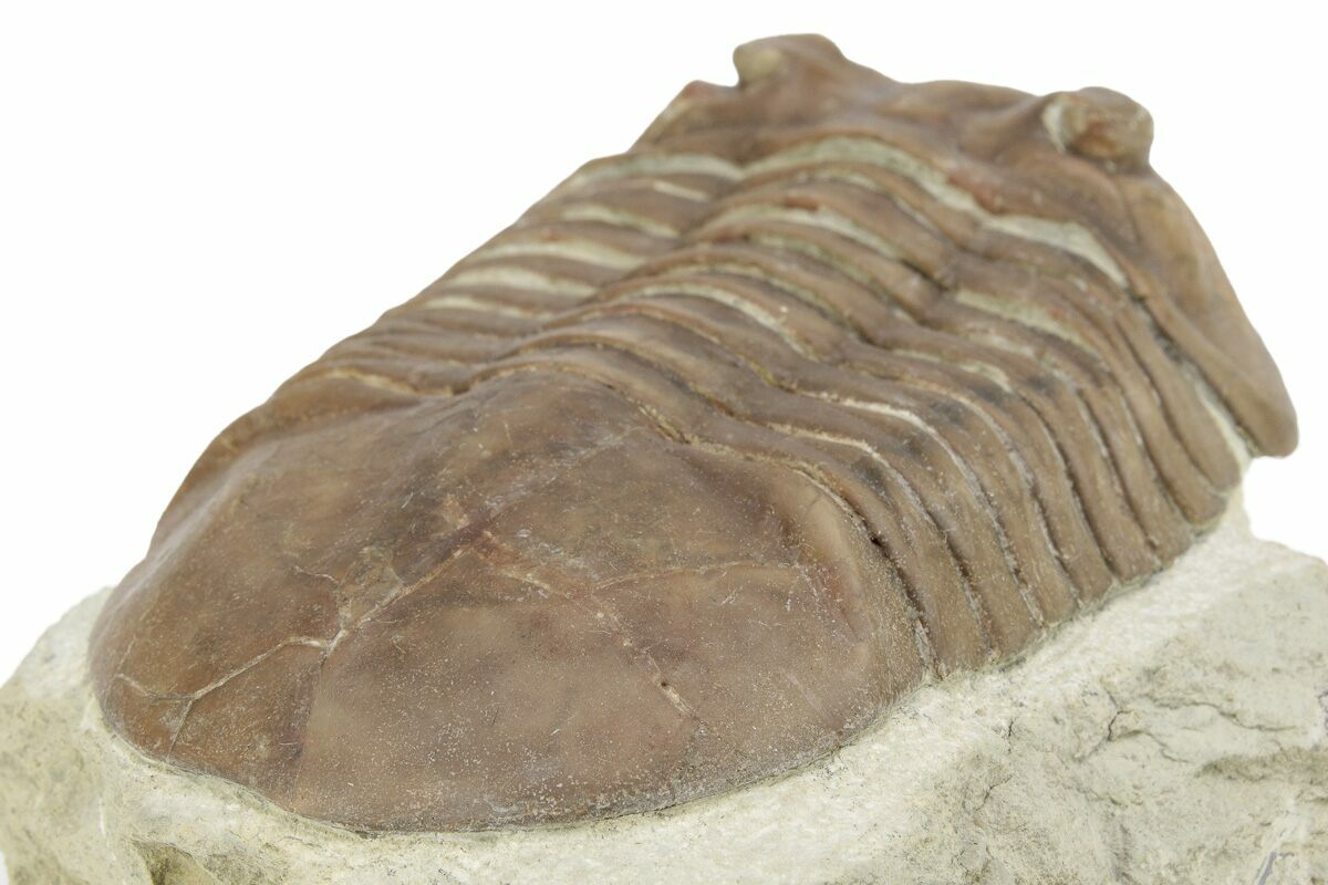 3.7" Large Asaphus Plautini Trilobite Fossil - Russia (#228875) For ...