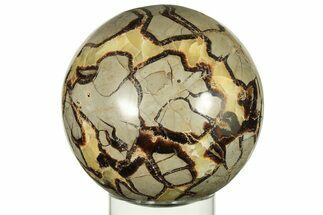 Septarian For Sale - FossilEra.com