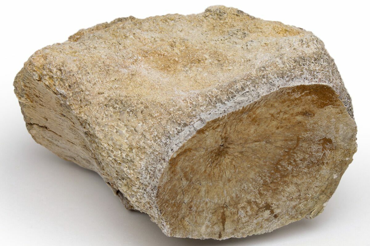 3" Fossil Titanothere (Megacerops) Vertebra - South Dakota (#229035 ...