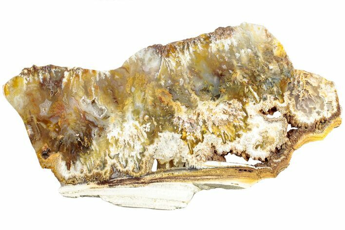 6.3" Graveyard Point Plume Agate Slab - Eastern Oregon (#229063) For ...