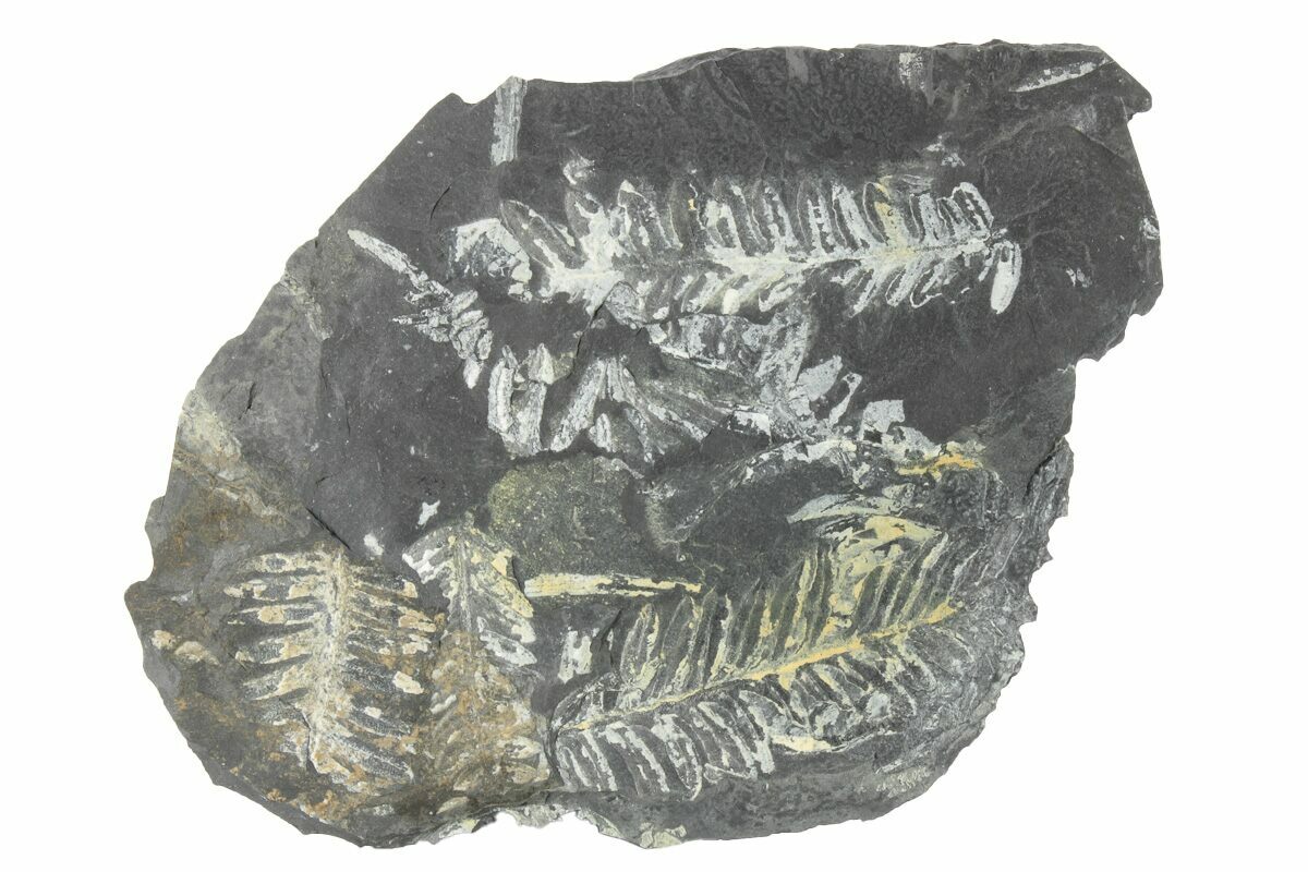 7.7" Fossil Seed Fern (Alethopteris) Plate - Pennsylvania (#229310) For ...