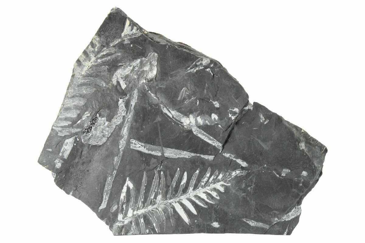 8.5" Fossil Seed Fern (Alethopteris) Plate - Pennsylvania (#229311) For ...