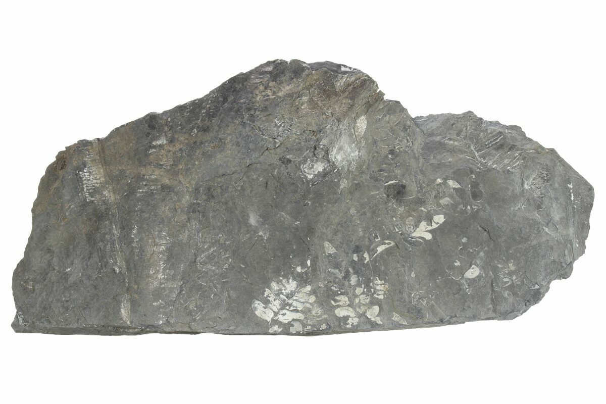 12.2" Fossil Seed Fern (Alethopteris) Plate - Pennsylvania (#229325 ...