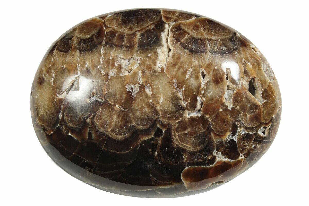 2.9" Polished Chocolate Calcite Palm Stone - Pakistan (#220950) For ...
