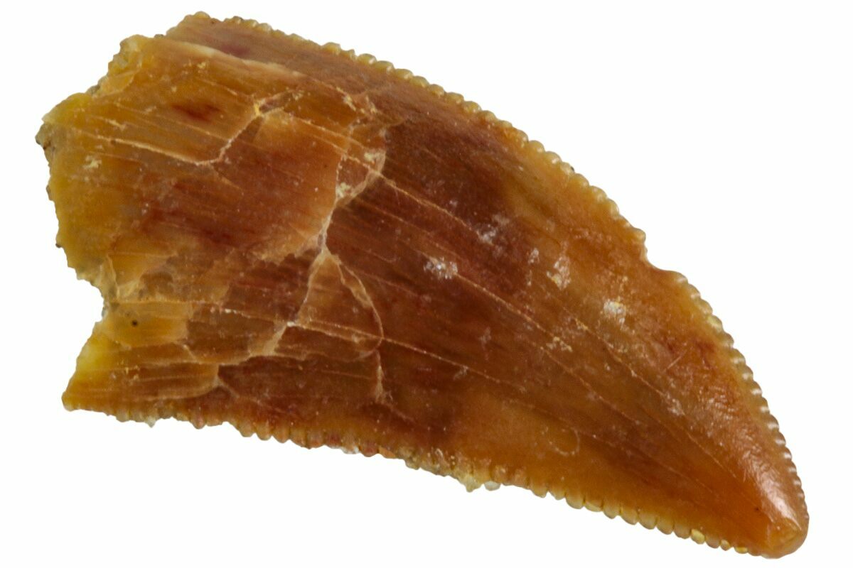 Serrated, .56" Raptor Tooth - Real Dinosaur Tooth (#228739) For Sale ...