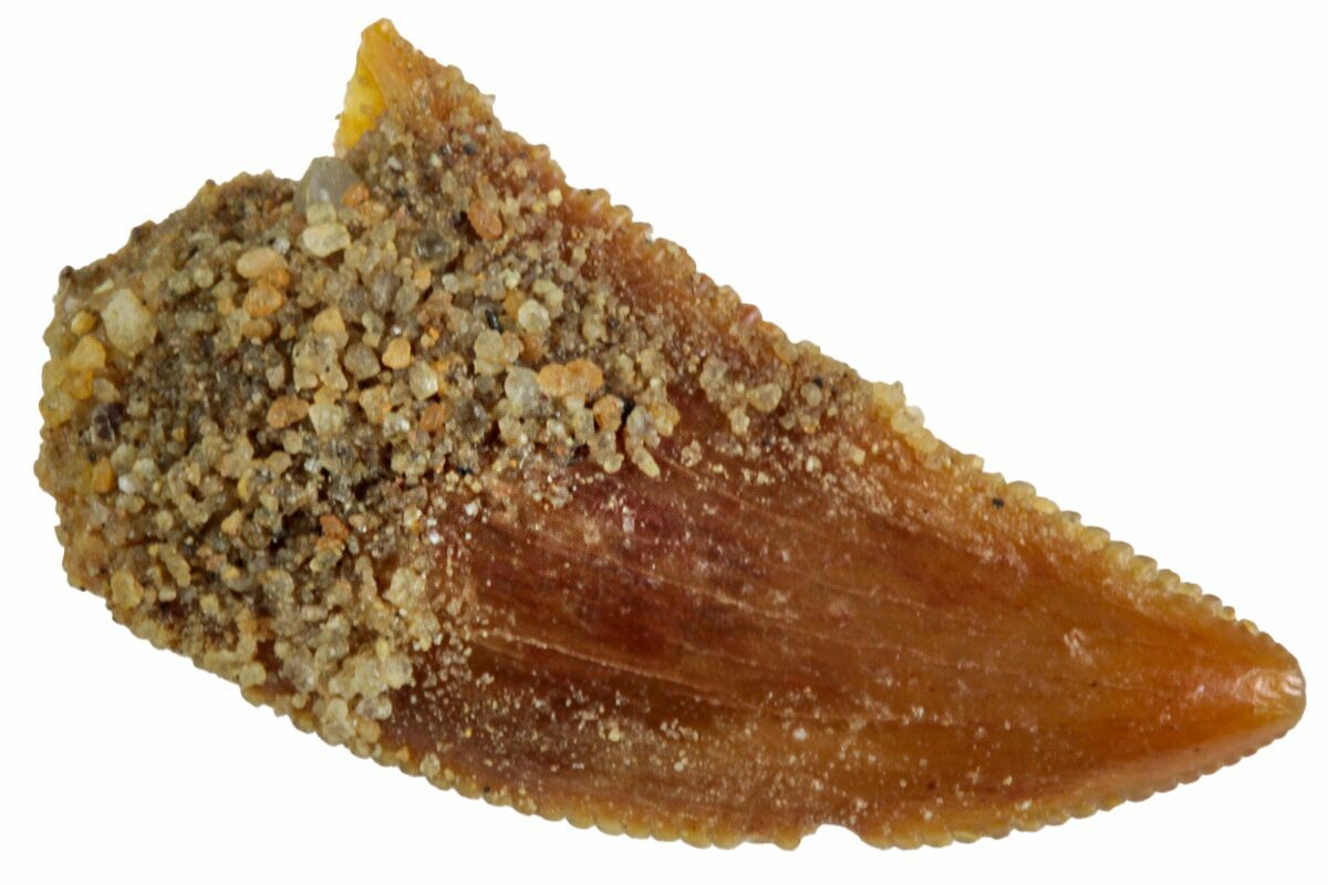 Serrated, .56" Raptor Tooth - Real Dinosaur Tooth (#228739) For Sale ...