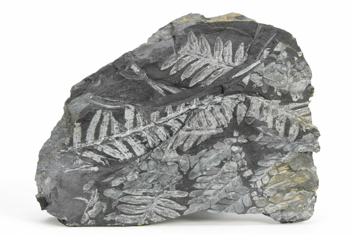 5.4" Fossil Seed Fern (Alethopteris) Plate - Pennsylvania (#229329) For ...