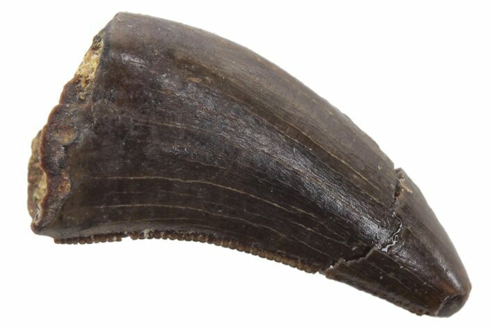 .37" Serrated Raptor (Acheroraptor) Tooth - Montana (#218932) For Sale ...