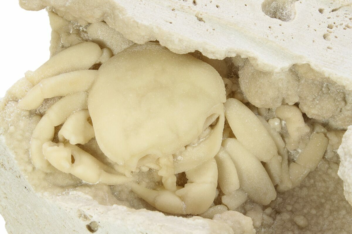 2" Fossil Crab (Potamon) Preserved in Travertine - Turkey (#230631) For ...