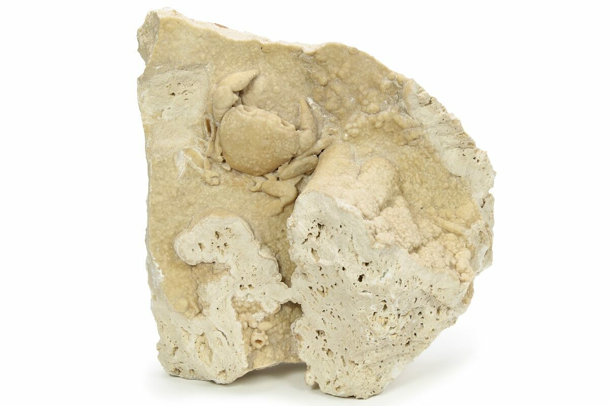 2.15" Fossil Crab (Potamon) Preserved in Travertine - Turkey (#230639 ...