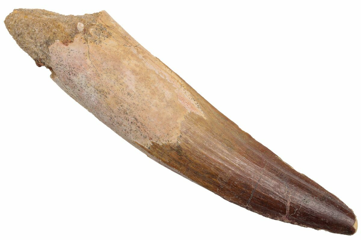 3.41" Real Fossil Spinosaurus Tooth - Beautiful Preservation (#230572 ...