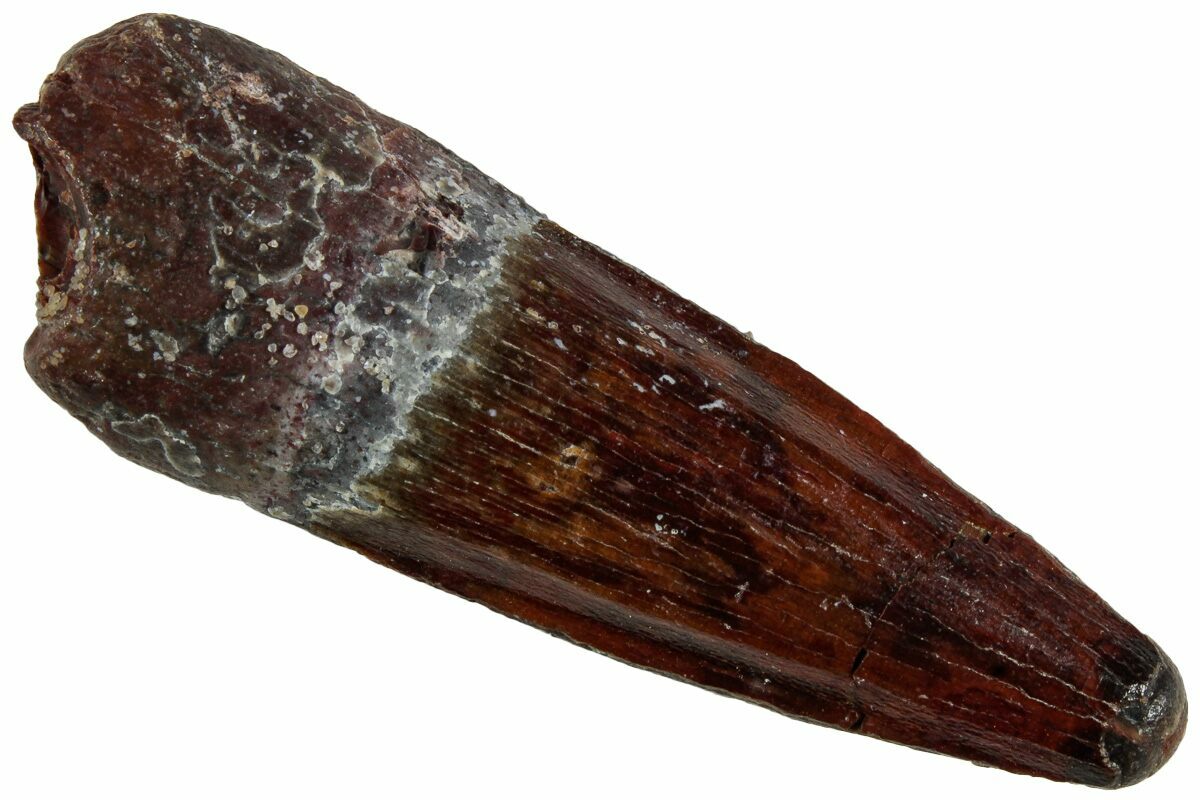1.97" Fossil Spinosaurus Tooth - Real Dinosaur Tooth (#230744) For Sale ...