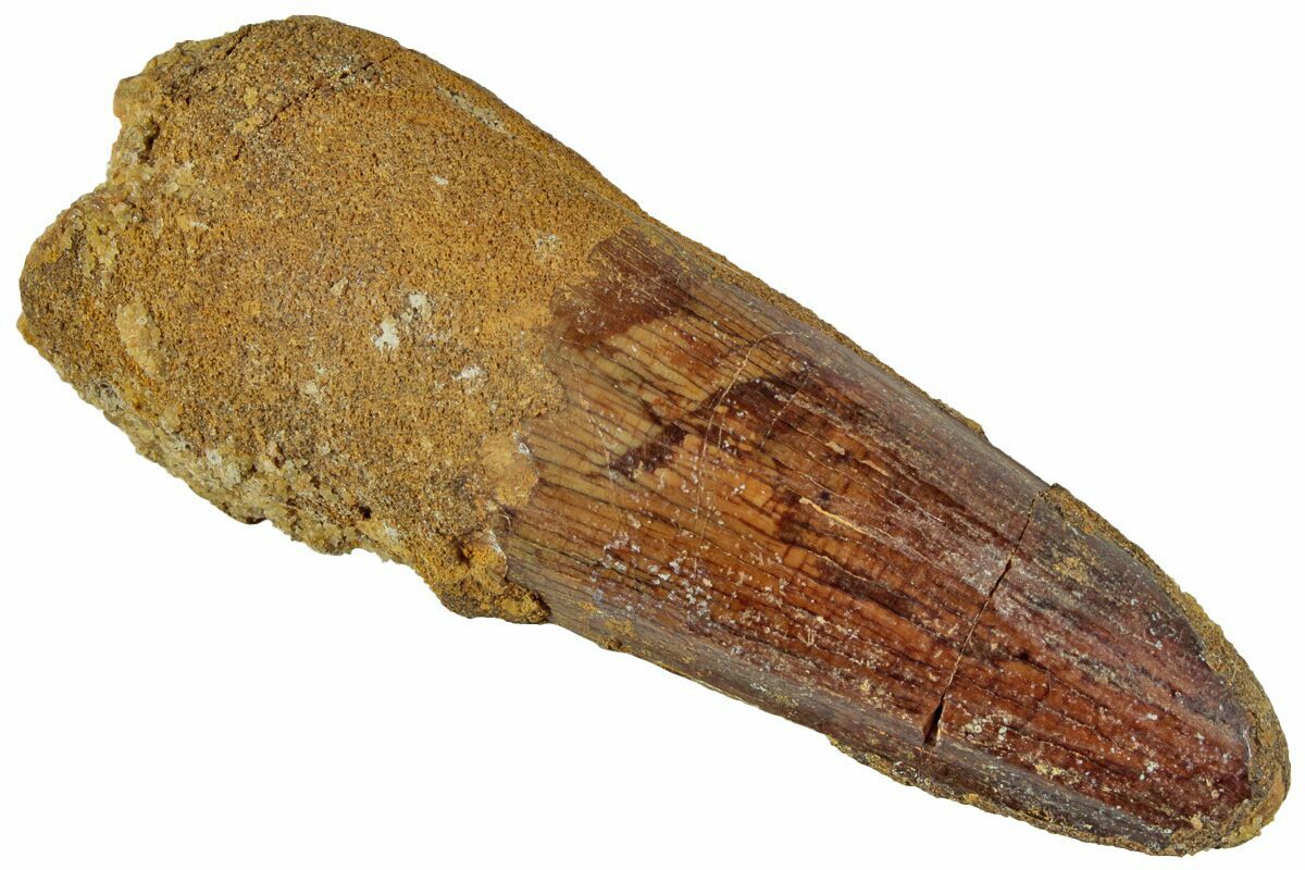 2.2" Fossil Spinosaurus Tooth - Real Dinosaur Tooth (#230798) For Sale ...