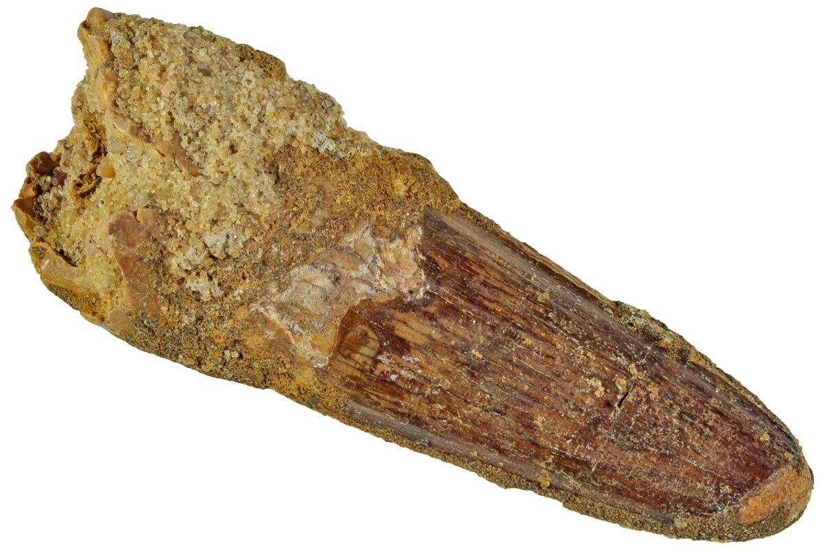 2.2" Fossil Spinosaurus Tooth - Real Dinosaur Tooth (#230798) For Sale ...