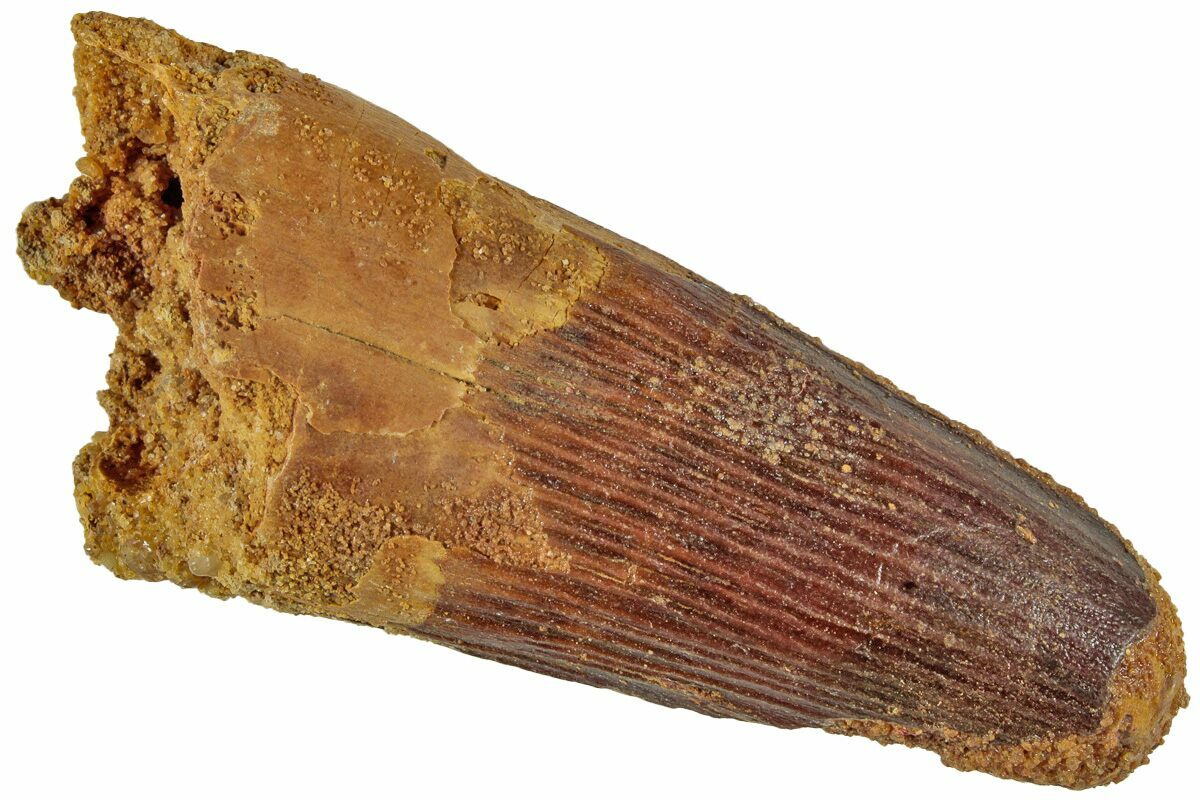 2.5" Fossil Spinosaurus Tooth - Real Dinosaur Tooth (#230819) For Sale ...