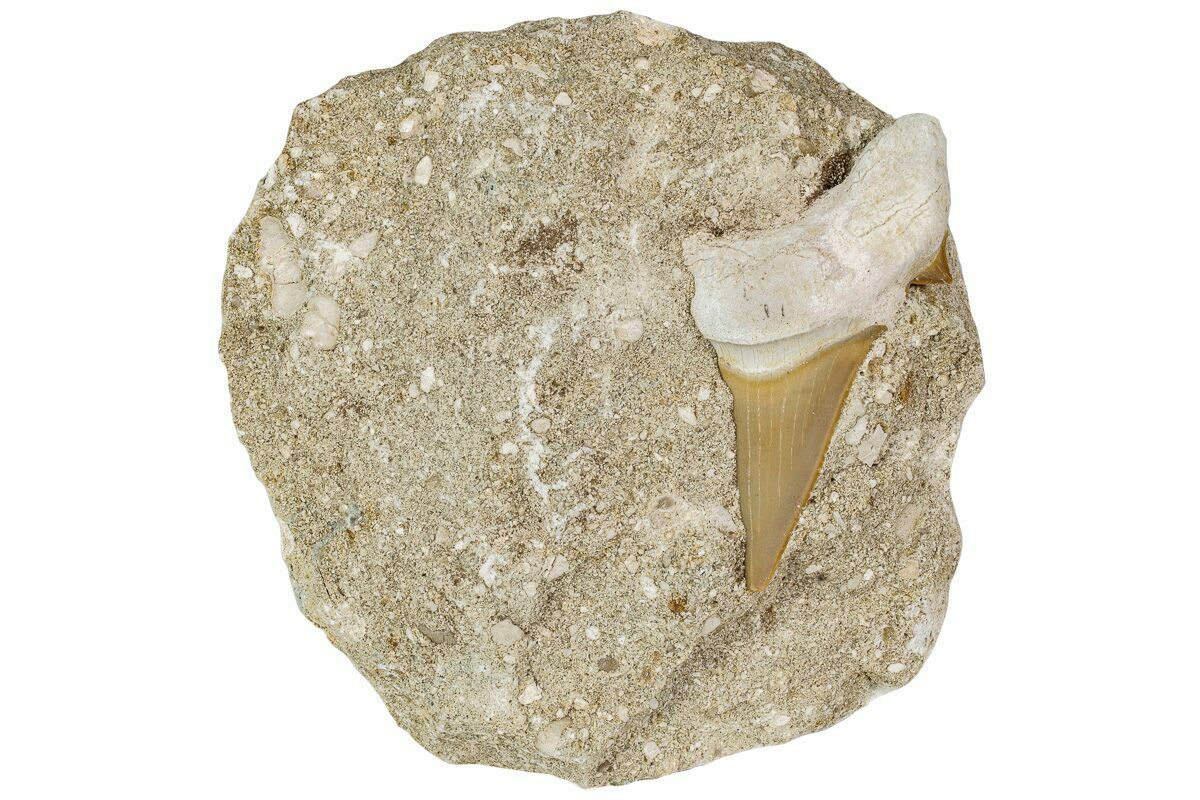 2.4" Otodus Shark Tooth Fossil in Rock - Eocene (#230921) For Sale ...