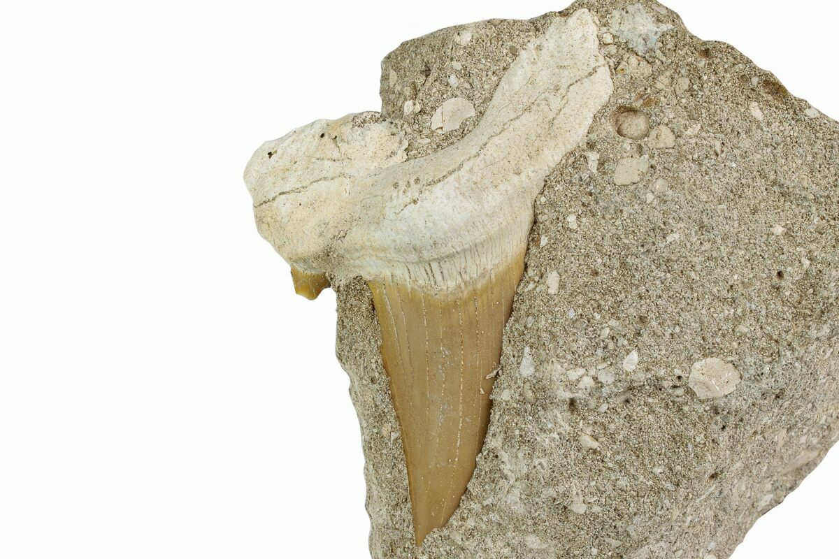 2.8" Otodus Shark Tooth Fossil in Rock - Eocene (#230925) For Sale ...