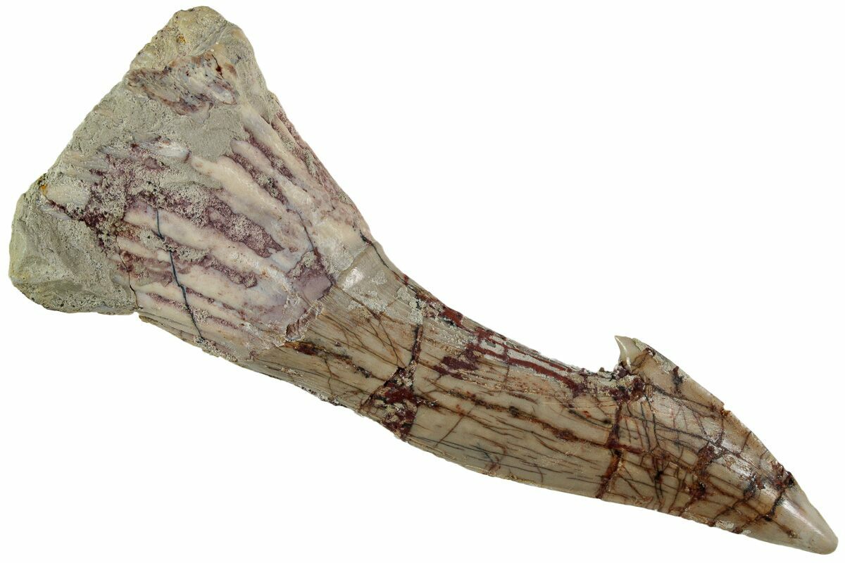 3.25" Fossil Sawfish (Onchopristis) Rostral Barb - Morocco (#230996 ...