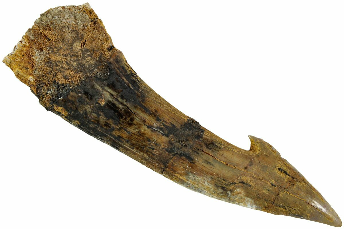 3.6" Fossil Sawfish (Onchopristis) Rostral Barb - Morocco (#230998) For ...