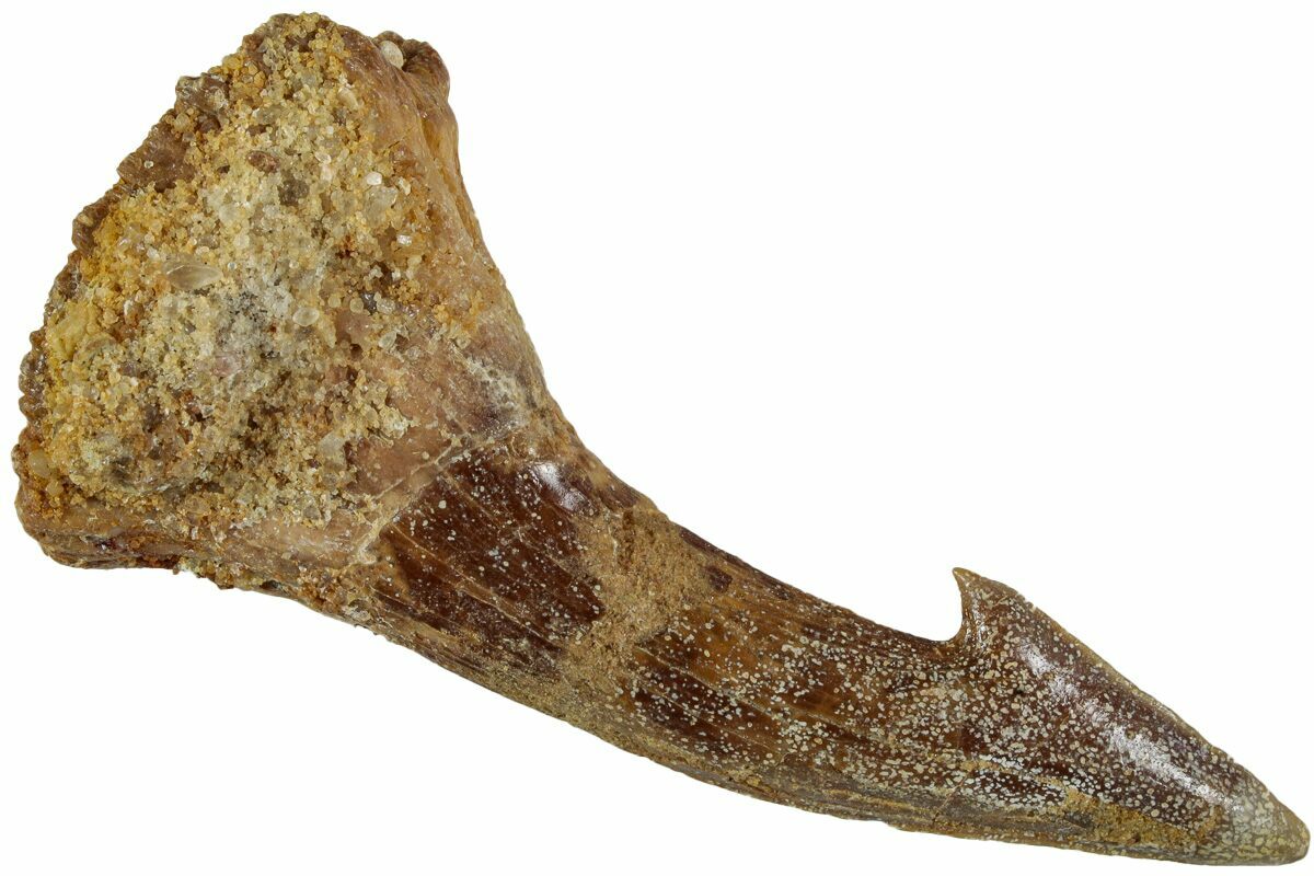 2.95" Fossil Sawfish (Onchopristis) Rostral Barb - Morocco (#231002 ...