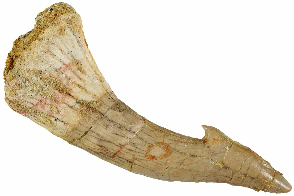 3" Fossil Sawfish (Onchopristis) Rostral Barb - Morocco (#231008) For ...