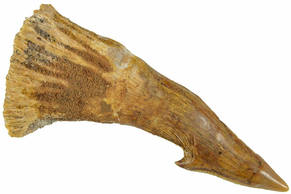 2.1" Fossil Sawfish (Onchopristis) Rostral Barb - Morocco (#231011) For ...