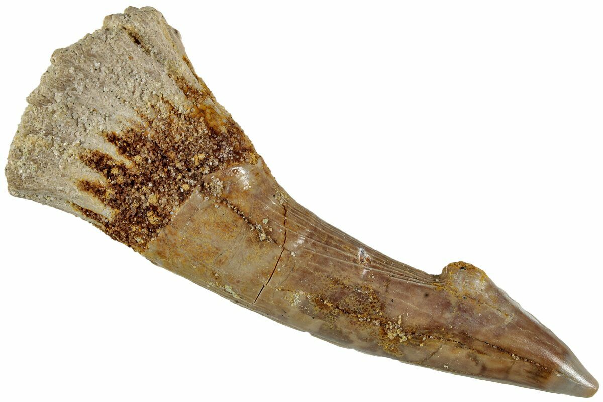 3.2" Fossil Sawfish (Onchopristis) Rostral Barb - Morocco (#231018) For ...