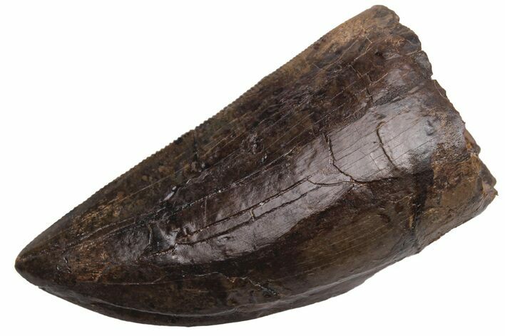Serrated, 1.52" Tyrannosaurus (T-Rex) Tooth - Montana (#231223) For ...