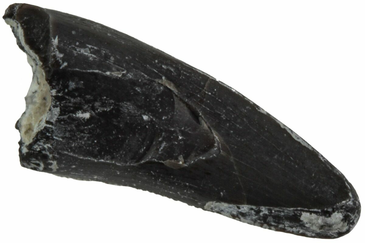 .41" Serrated, Triassic Reptile (Postosuchus?) Tooth - Arizona (#231202 ...