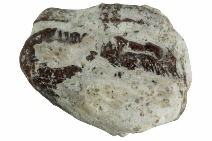 .25" Fossil Crusher Shark (Ptychodus) Tooth - Kansas (#218673) For Sale ...