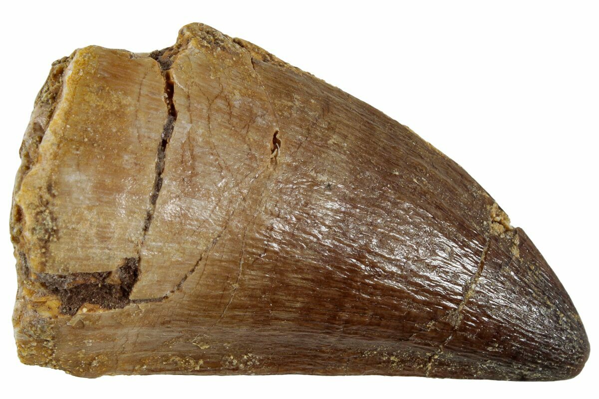 1.6" Fossil Mosasaur (Prognathodon) Tooth - Morocco (#226671) For Sale ...