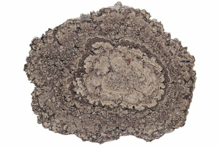 3.7" Polished, Cretaceous, Oncolite Stromatolite Fossil - Mexico ...