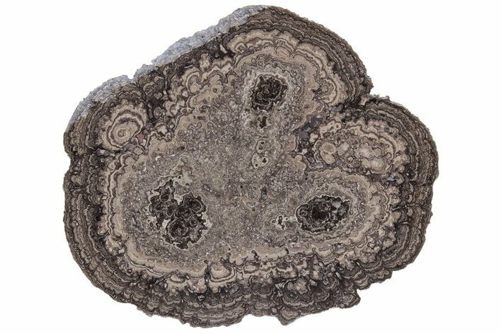 3.7" Polished, Cretaceous, Oncolite Stromatolite Fossil - Mexico ...