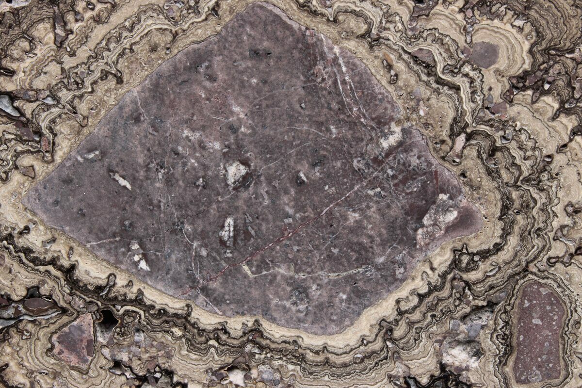 4.45" Polished, Cretaceous, Oncolite Stromatolite Fossil - Mexico ...