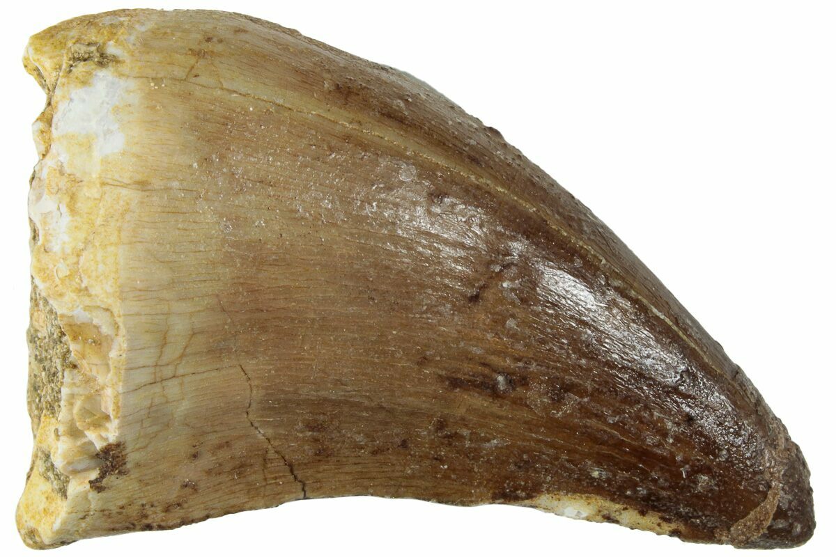 1.7" Fossil Mosasaur (Prognathodon) Tooth - Morocco (#226687) For Sale ...