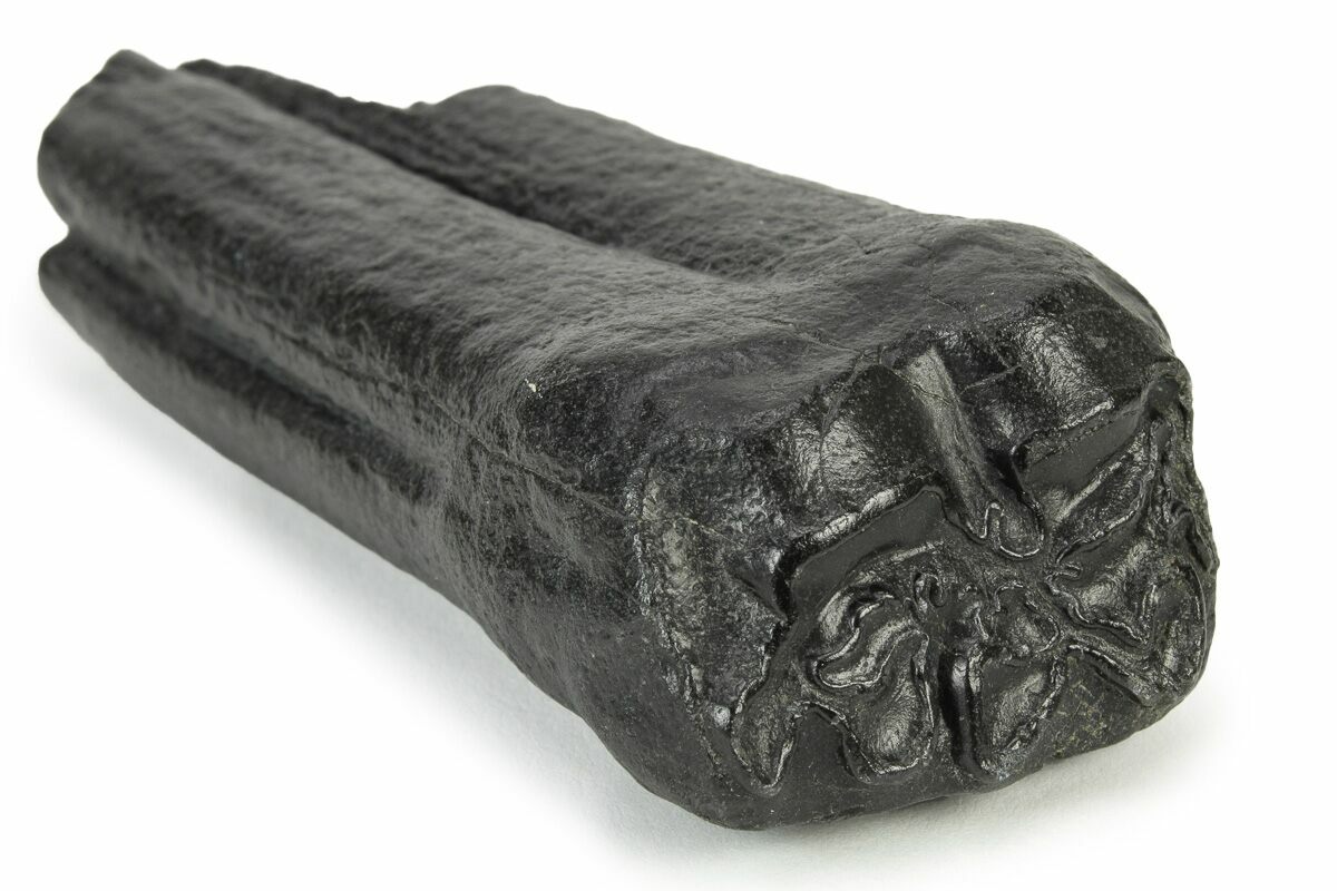 3.1" Pleistocene Aged Fossil Horse Tooth - South Carolina (#231739) For ...