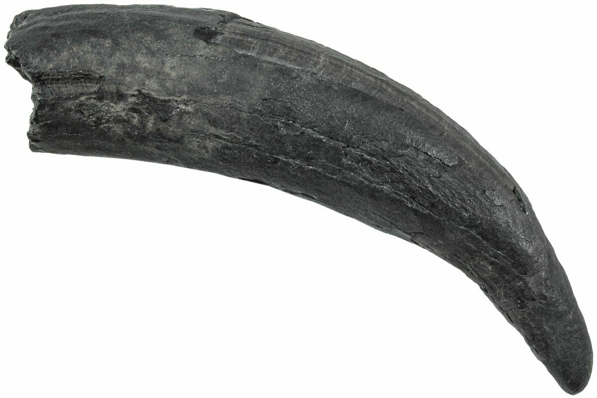 4 Fossil Pygmy Sperm Whale Kogiopsis Tooth South Carolina 231852 For Sale