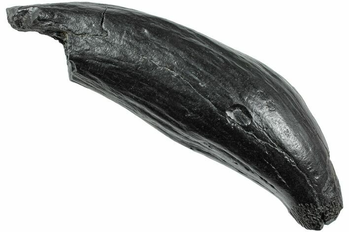 5.55" Fossil Sperm Whale (Scaldicetus) Tooth - South Carolina (#231853 ...