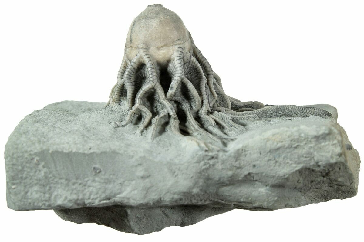 1.8" Fossil Crinoid (Arthroacantha) - Arkona, Canada (#231928) For Sale ...