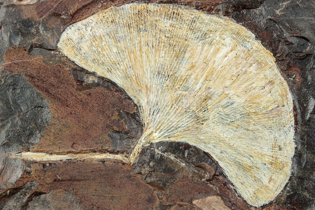 3.55" Fossil Ginkgo Leaf From North Dakota - Paleocene (#232005) For ...