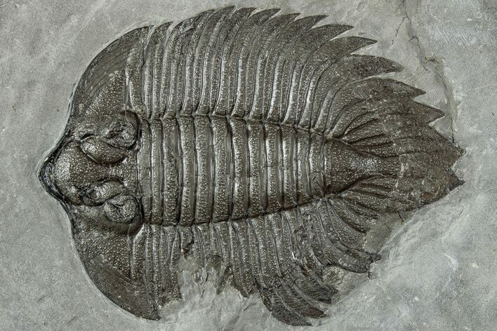 4.35" Arctinurus Trilobite w/ Bite Marks - Classic New York Trilobite ...