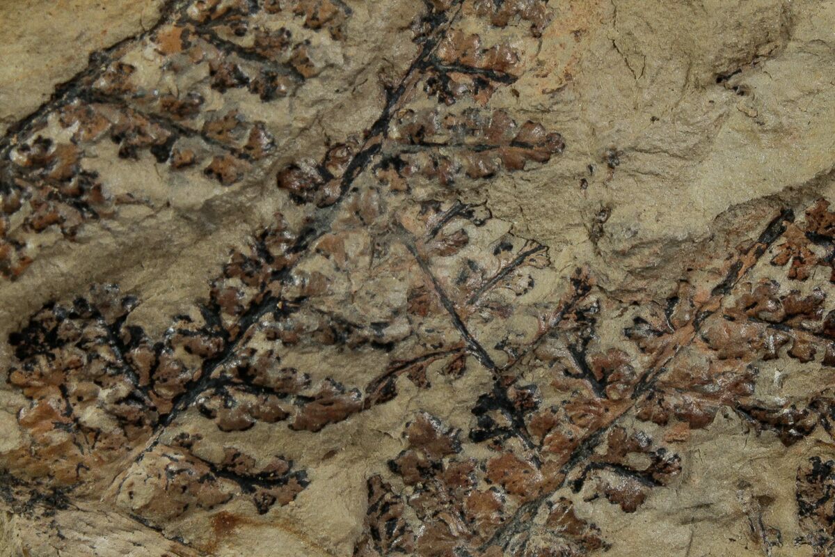 2.5" Pennsylvanian Fossil Fern (Eusphenopteris) Plate - West Virginia ...