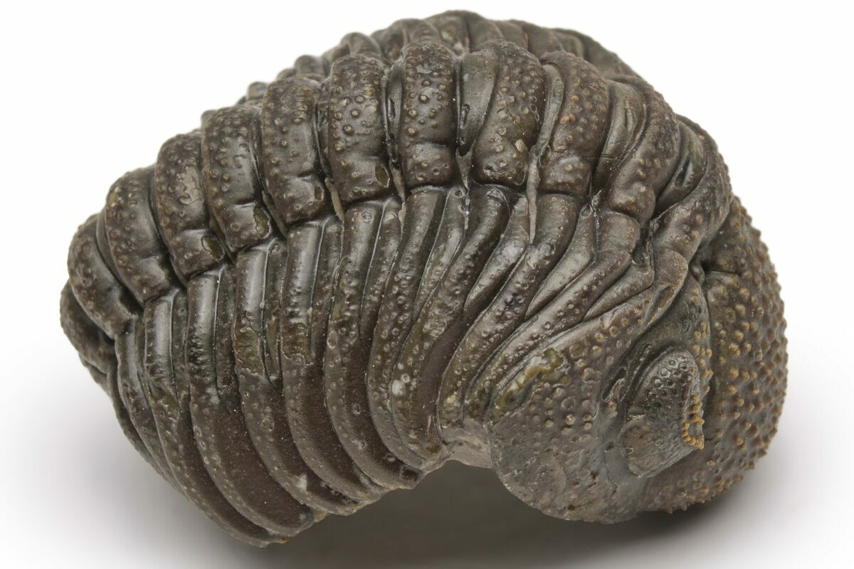 1.8" Morocops Spinifer Trilobite - Very Pustulous (#224347) For Sale ...