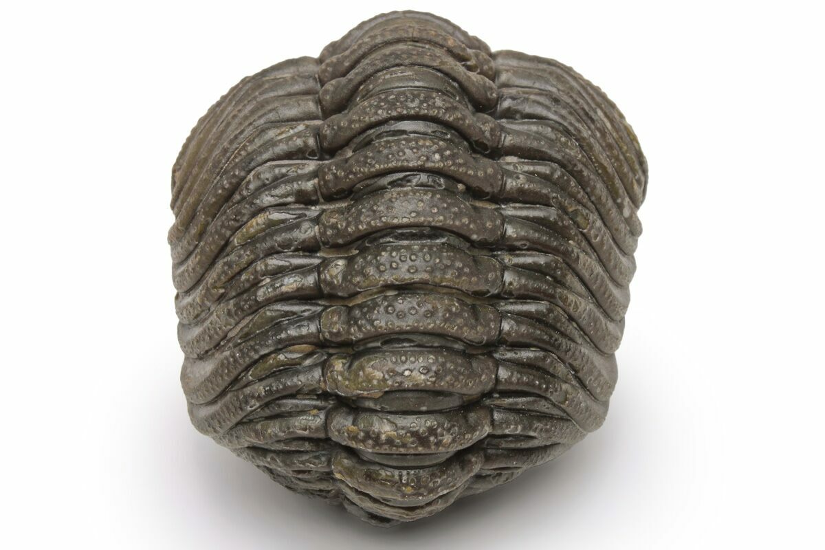 1.8" Morocops Spinifer Trilobite - Very Pustulous (#224347) For Sale ...