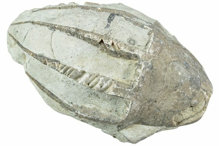 3.3" Fossil Crinoid (Eucalyptocrinus) Crown - Indiana (#232245) For ...