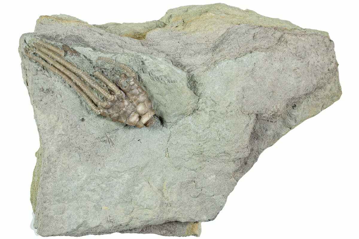 Bargain, 1.55" Fossil Crinoid (Macrocrinus) - Indiana (#232251) For ...