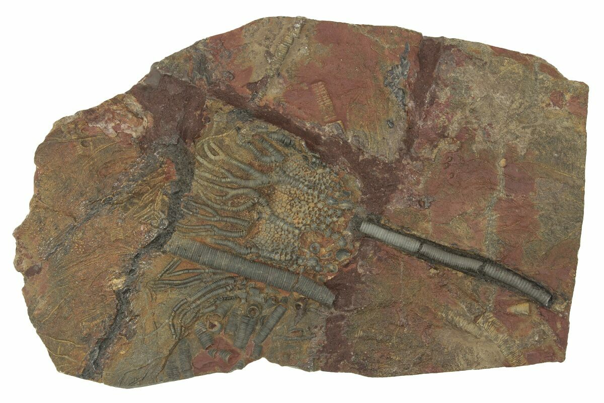 Bargain, 8.9" Silurian Fossil Crinoid (Scyphocrinites) Plate - Morocco ...
