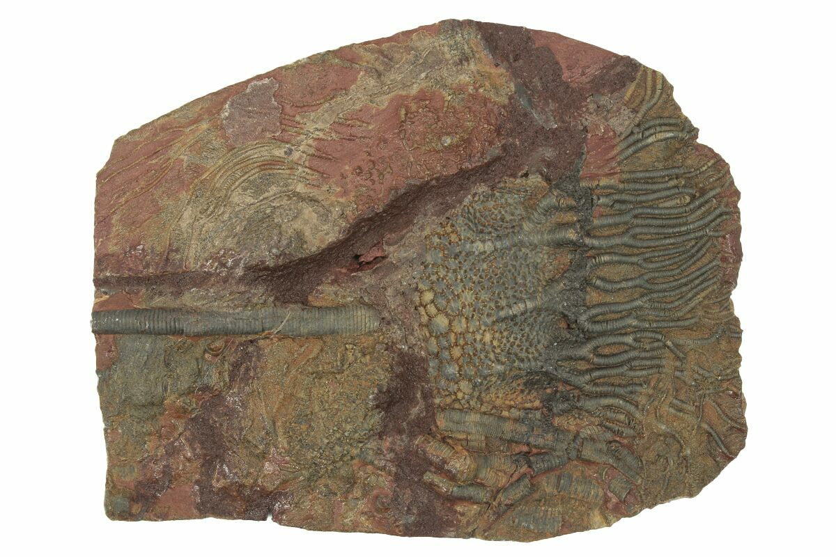 Bargain, 6.4" Silurian Fossil Crinoid (Scyphocrinites) Plate - Morocco ...